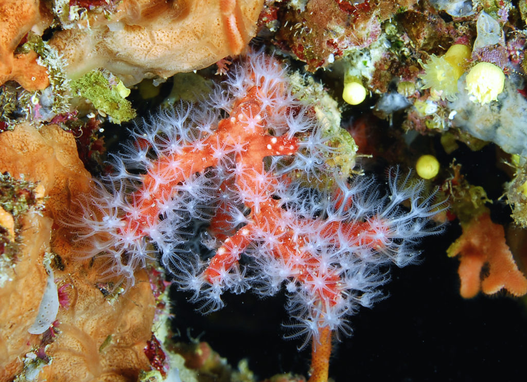 Presentation “Corals of the Mljet National Park” on August 10 at the ...
